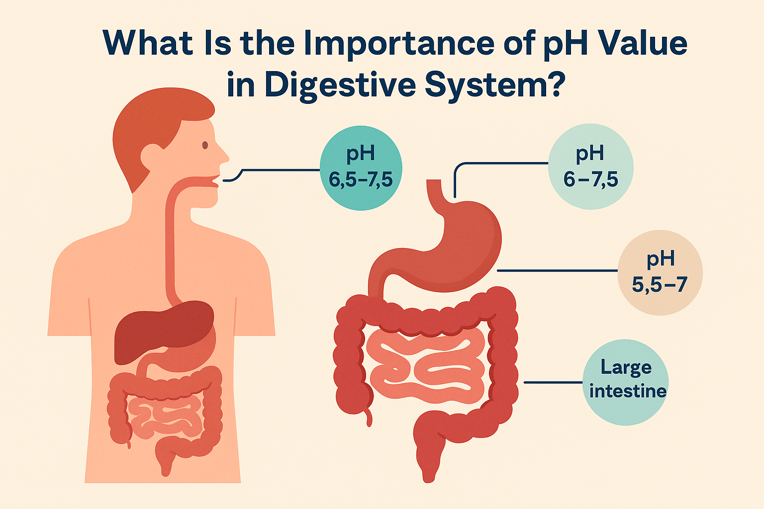 Equilíbrio de pH intestinal: Digestão prática com InnerBuddies