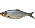 Rye Bread with Herring, Onion and Pickles – InnerBuddies